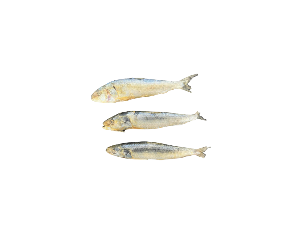 Pilchards 1kg